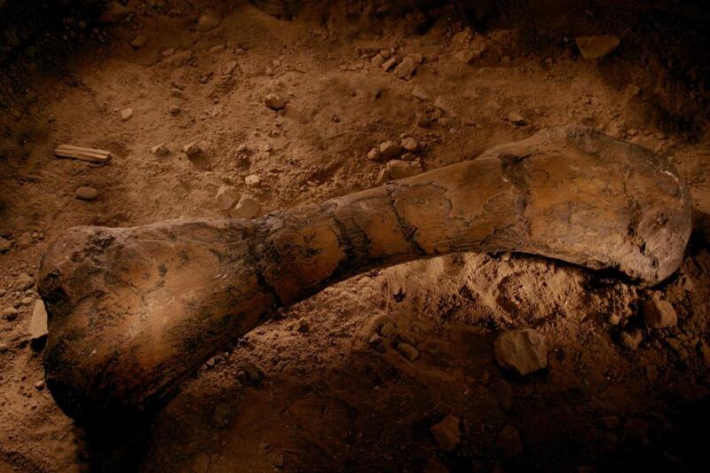 Familia Schroeder inaugura Saurus Garden. Un nuevo espacio donde se ...